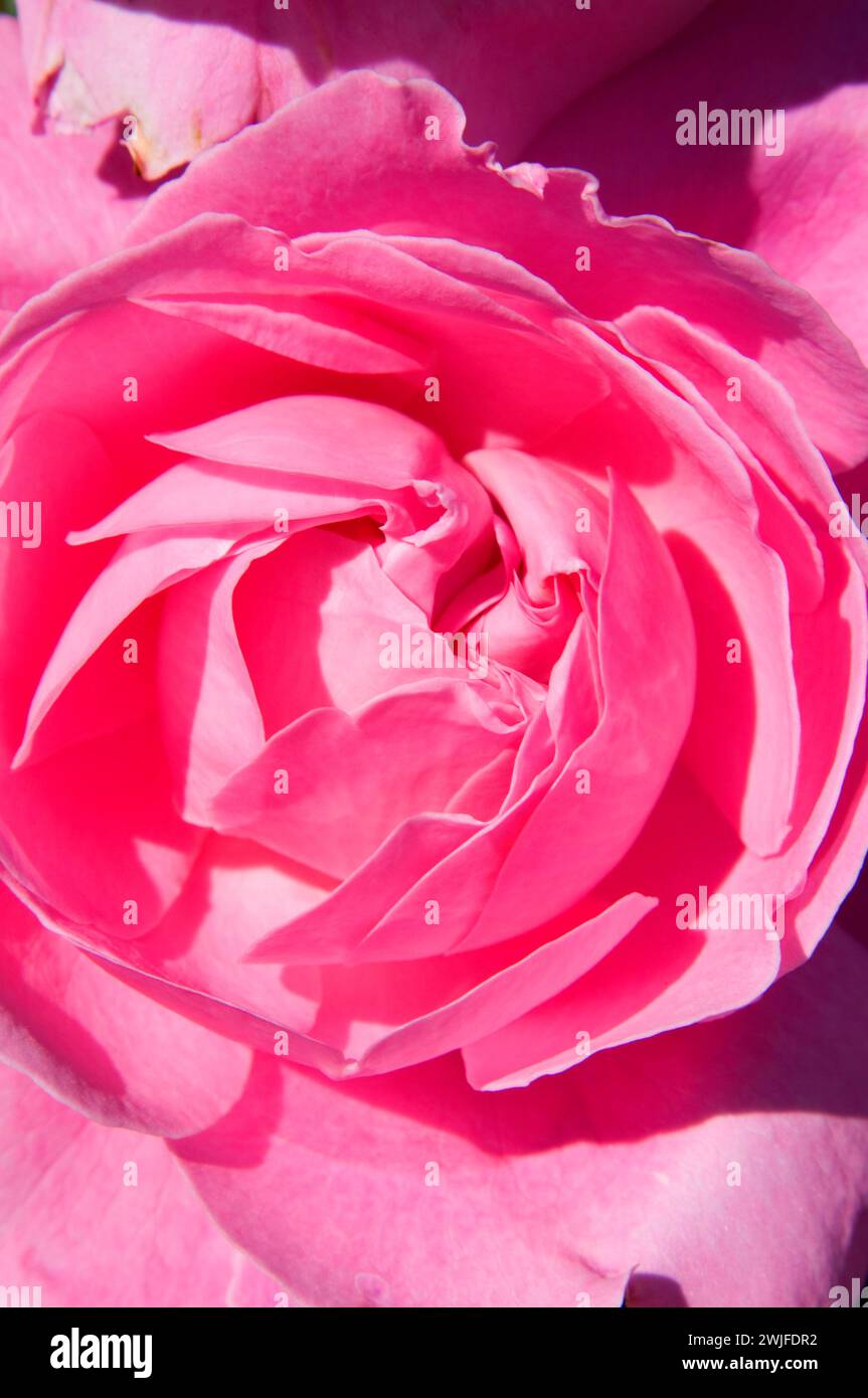 Mary Rose, Heirloom Roses, St Paul, Oregon Stock Photo - Alamy