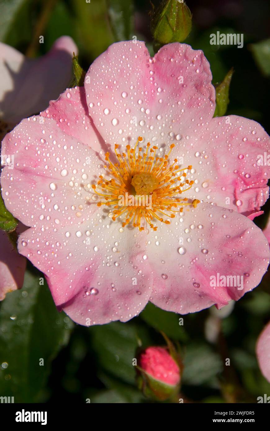 Rose, Heirloom Roses, St Paul, Oregon Stock Photo - Alamy