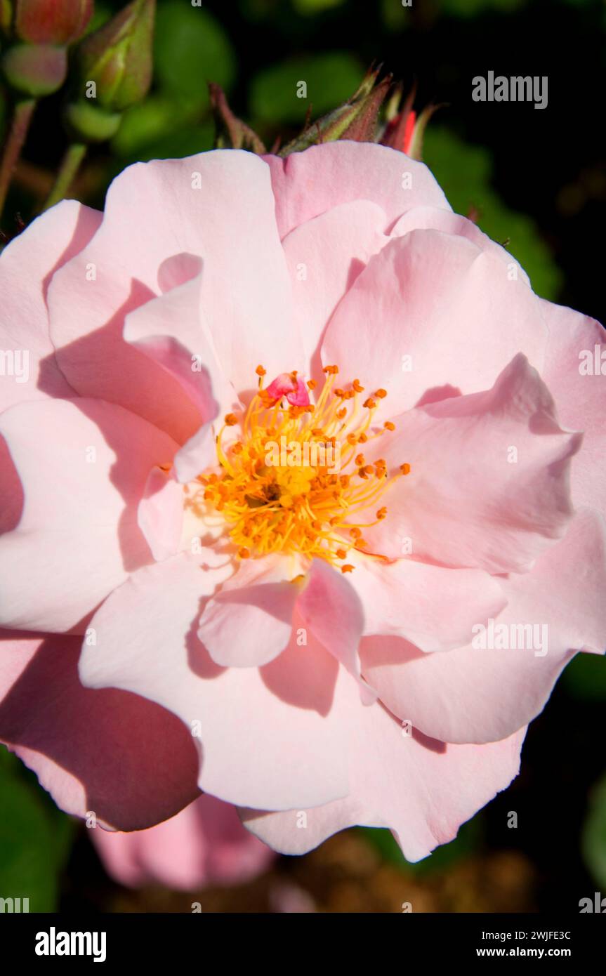 Rose, Heirloom Roses, St Paul, Oregon Stock Photo - Alamy
