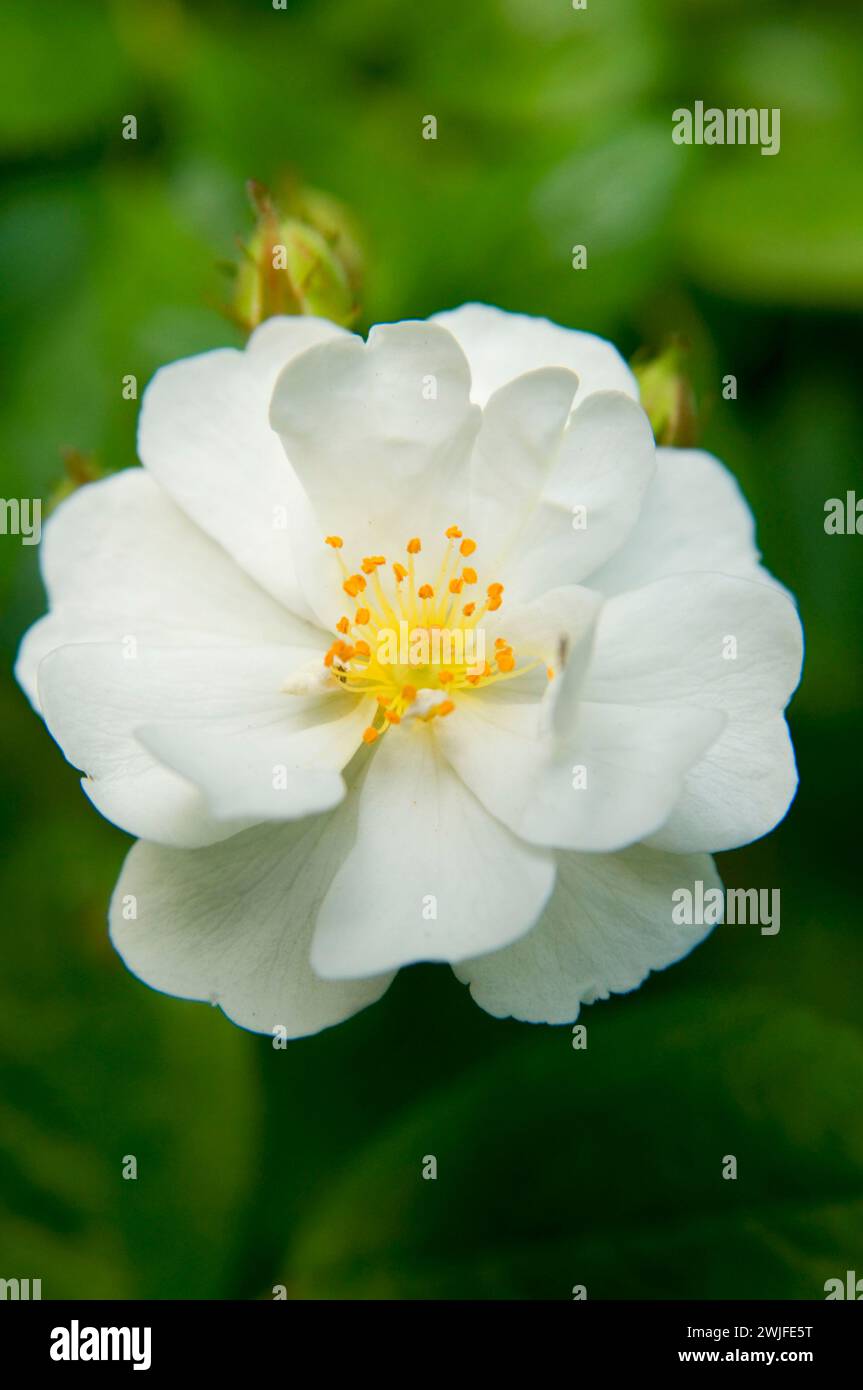 Cassie rose, Heirloom Roses, St Paul, Oregon Stock Photo - Alamy