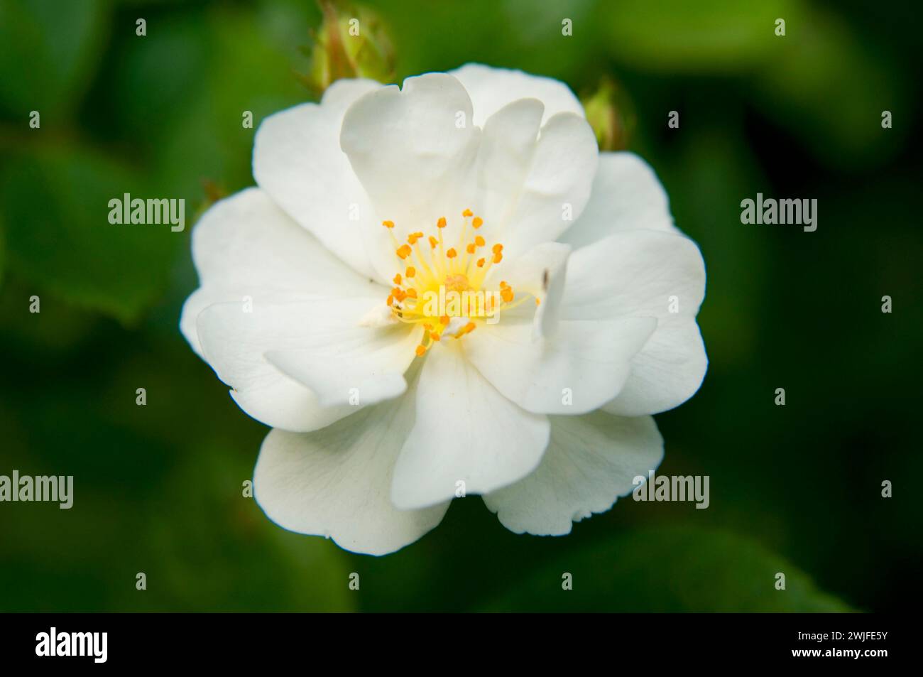 Cassie rose, Heirloom Roses, St Paul, Oregon Stock Photo - Alamy