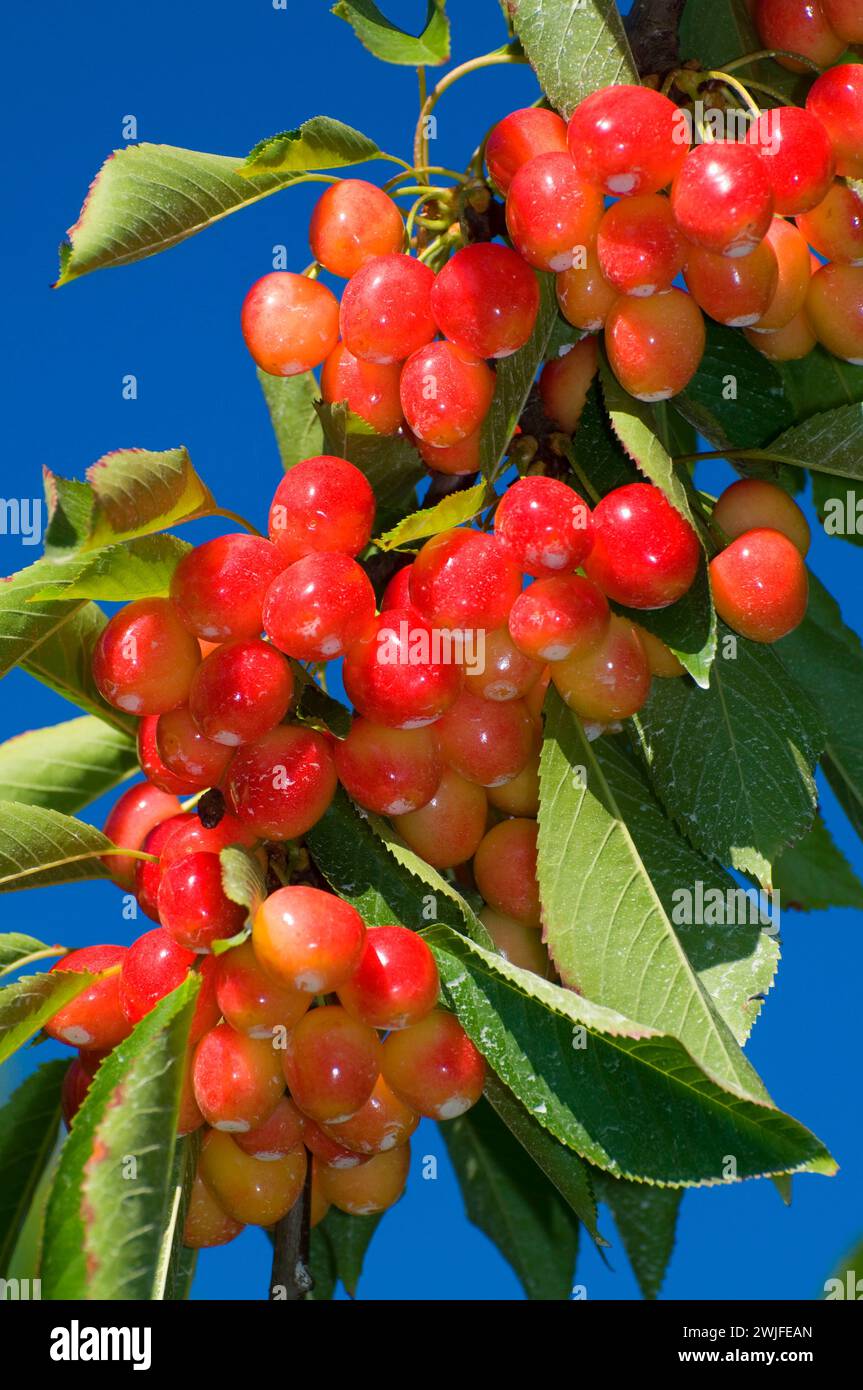 Royal Anne cherries, Johnson Farm, Keizer, Oregon Stock Photo - Alamy