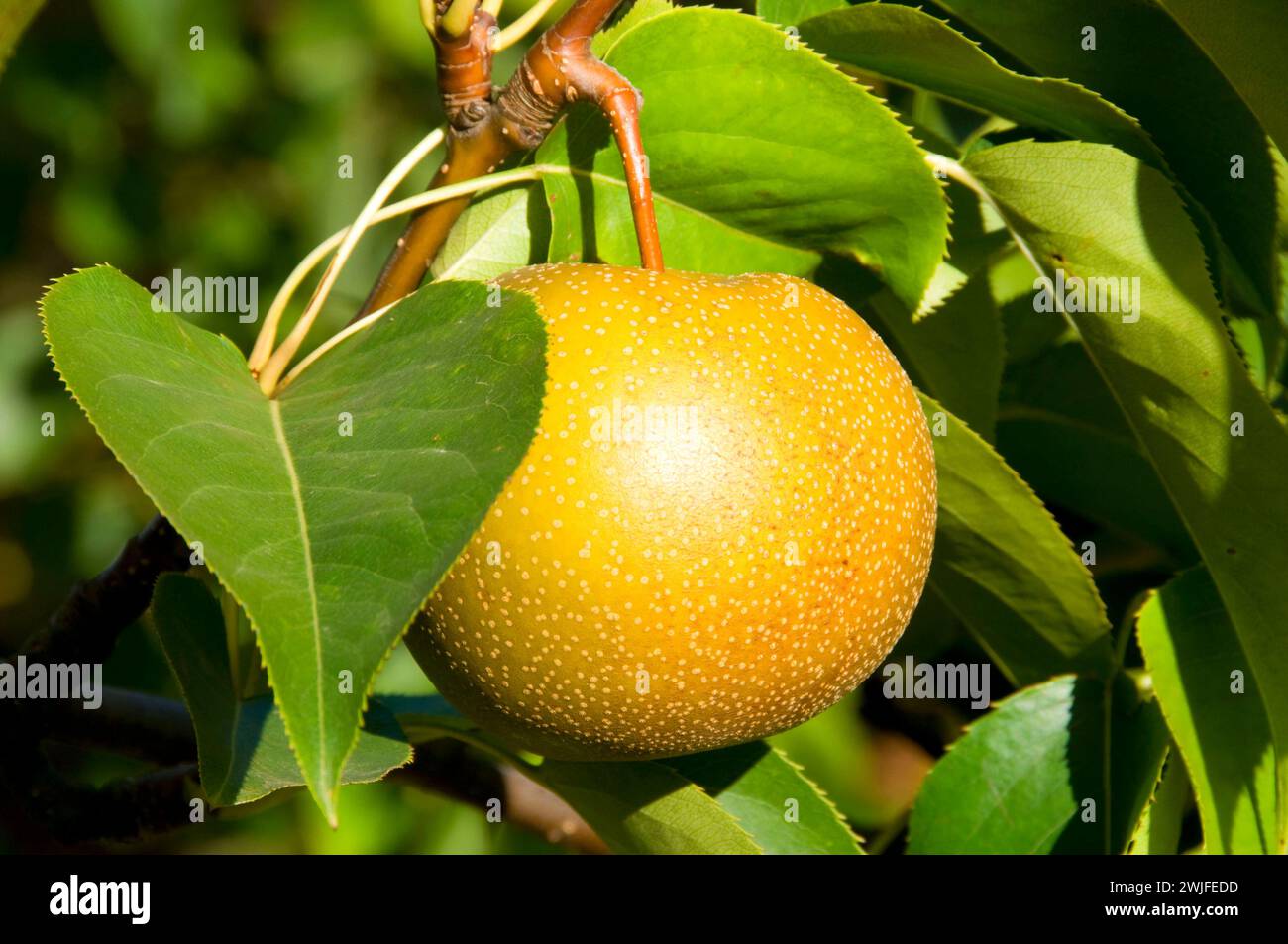 Asian pear garden hi-res stock photography and images - Alamy