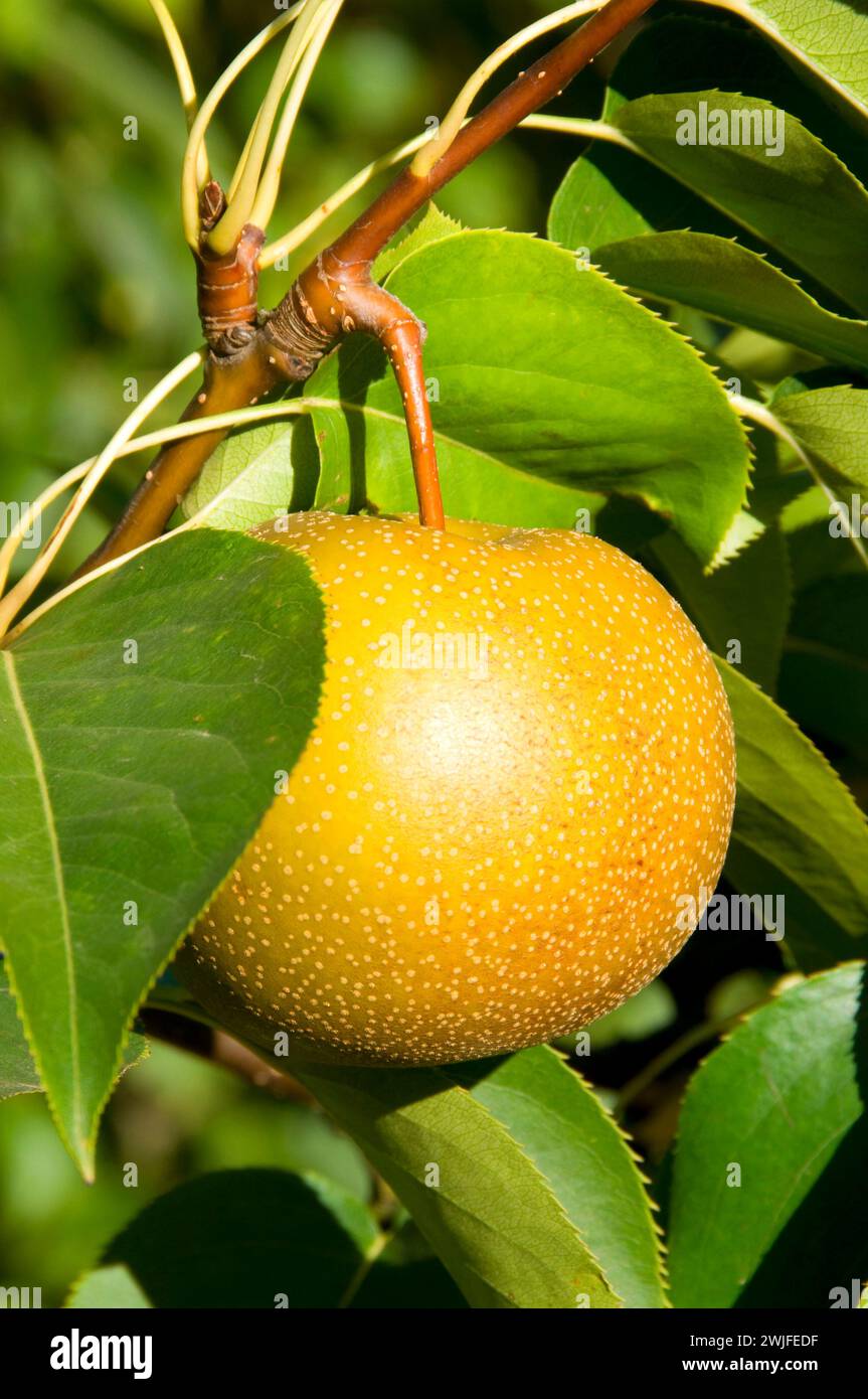 Asian pear garden hi-res stock photography and images - Alamy