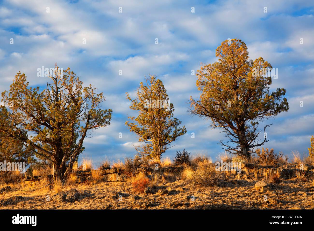 Western juniper (Juniperus occidentalis) from Alder Springs Trail ...