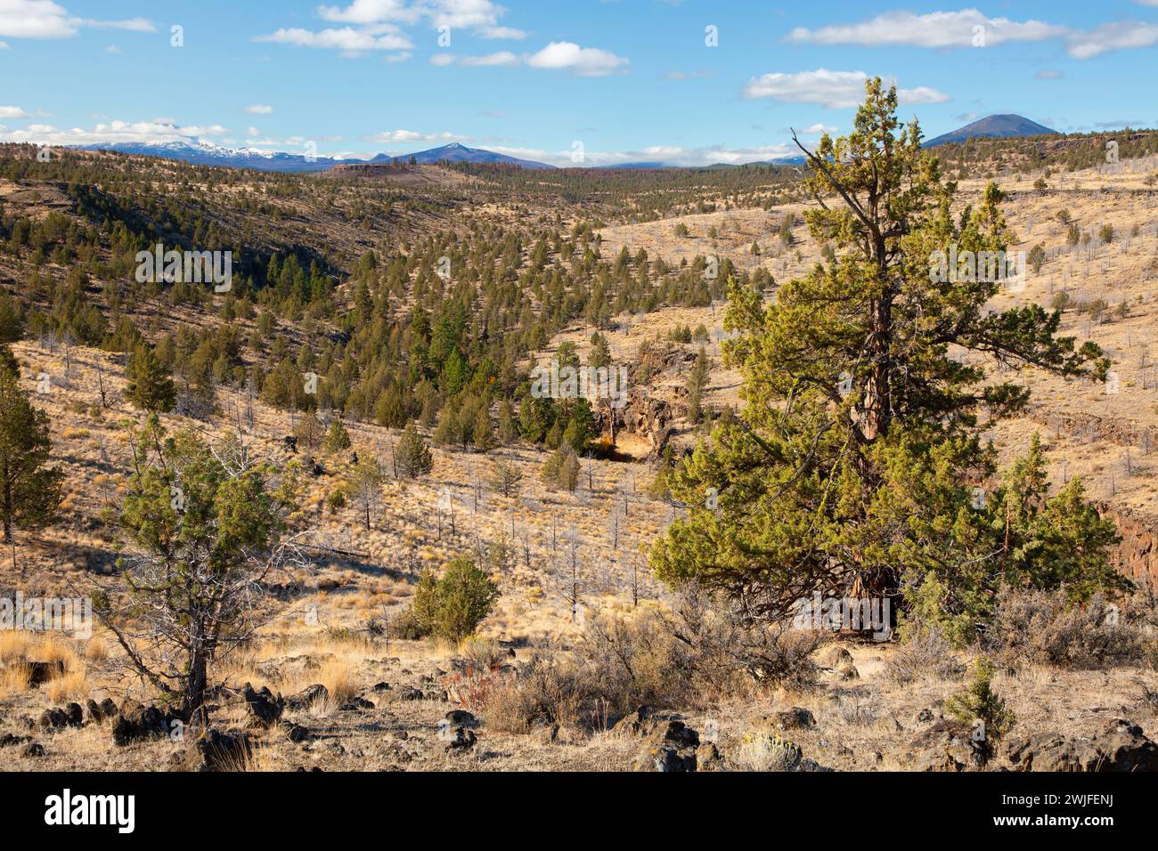 Western juniper (Juniperus occidentalis) from Alder Springs Trail ...