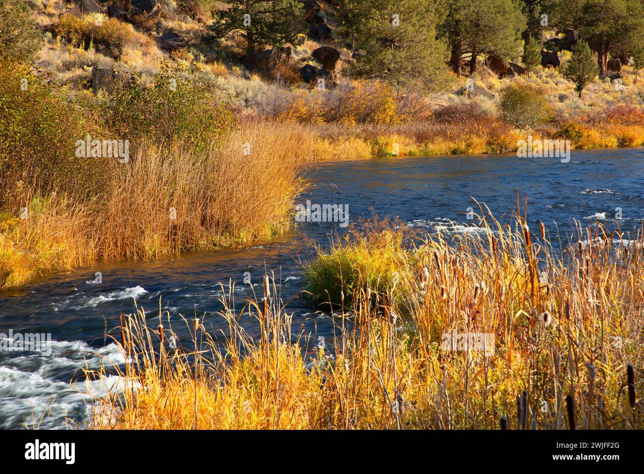 Borden beck wildlife preserve hi-res stock photography and images - Alamy