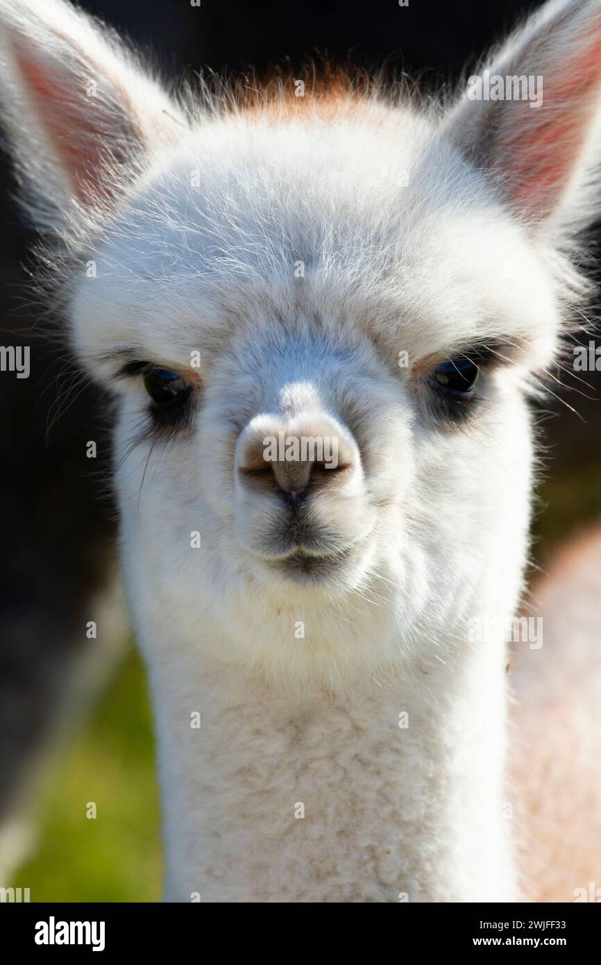 Alpaca, Alpaca Country Estates, Deschutes County, Oregon Stock Photo ...
