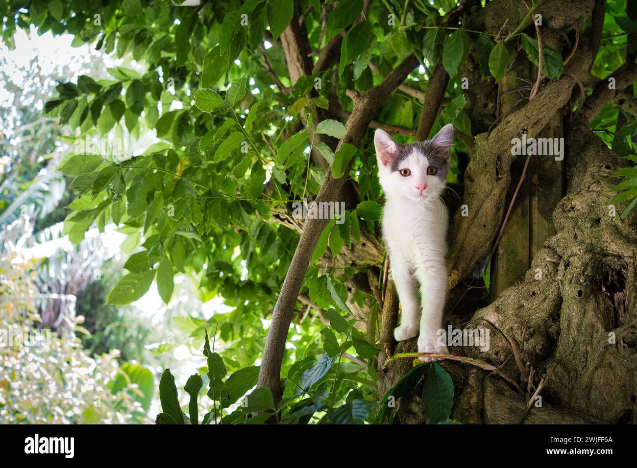 Cat sitting in shade near tree branch Stock Photo - Alamy