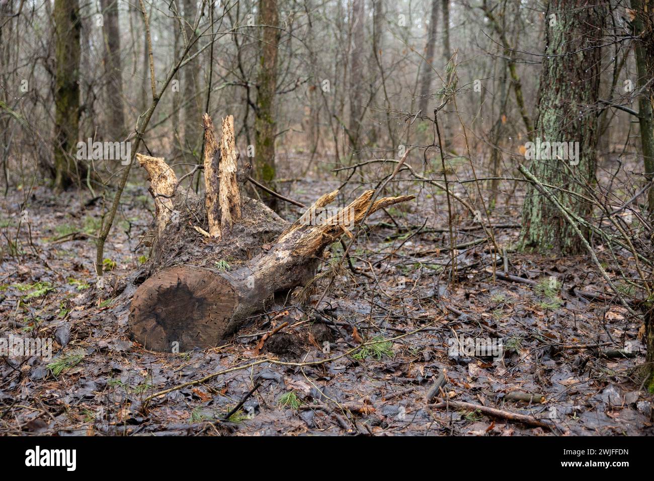 Fallen dead tree in the middle of grass yard. uprooted feather Stock ...
