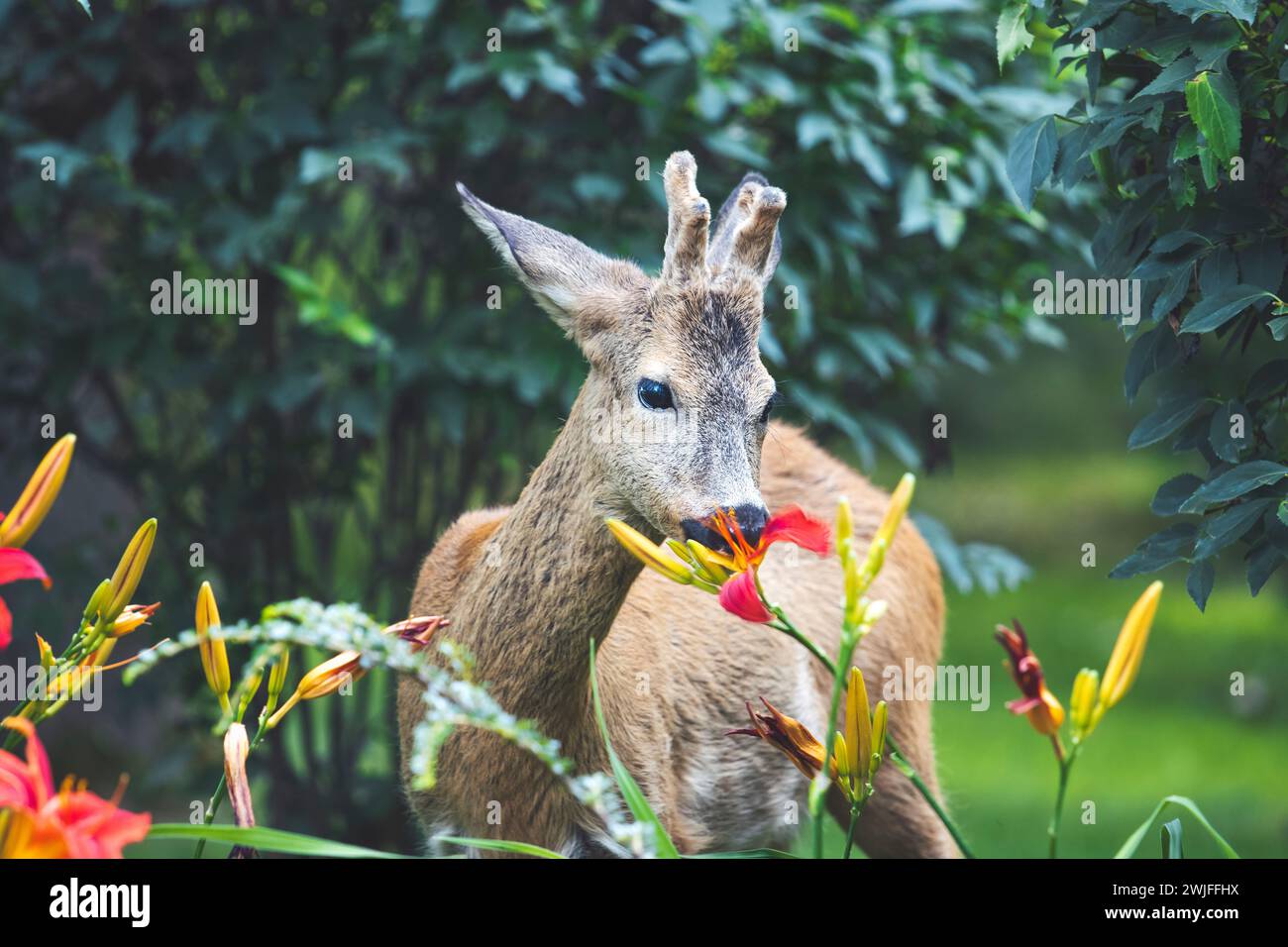 roe deer eats beautiful spring flowers Stock Photo - Alamy