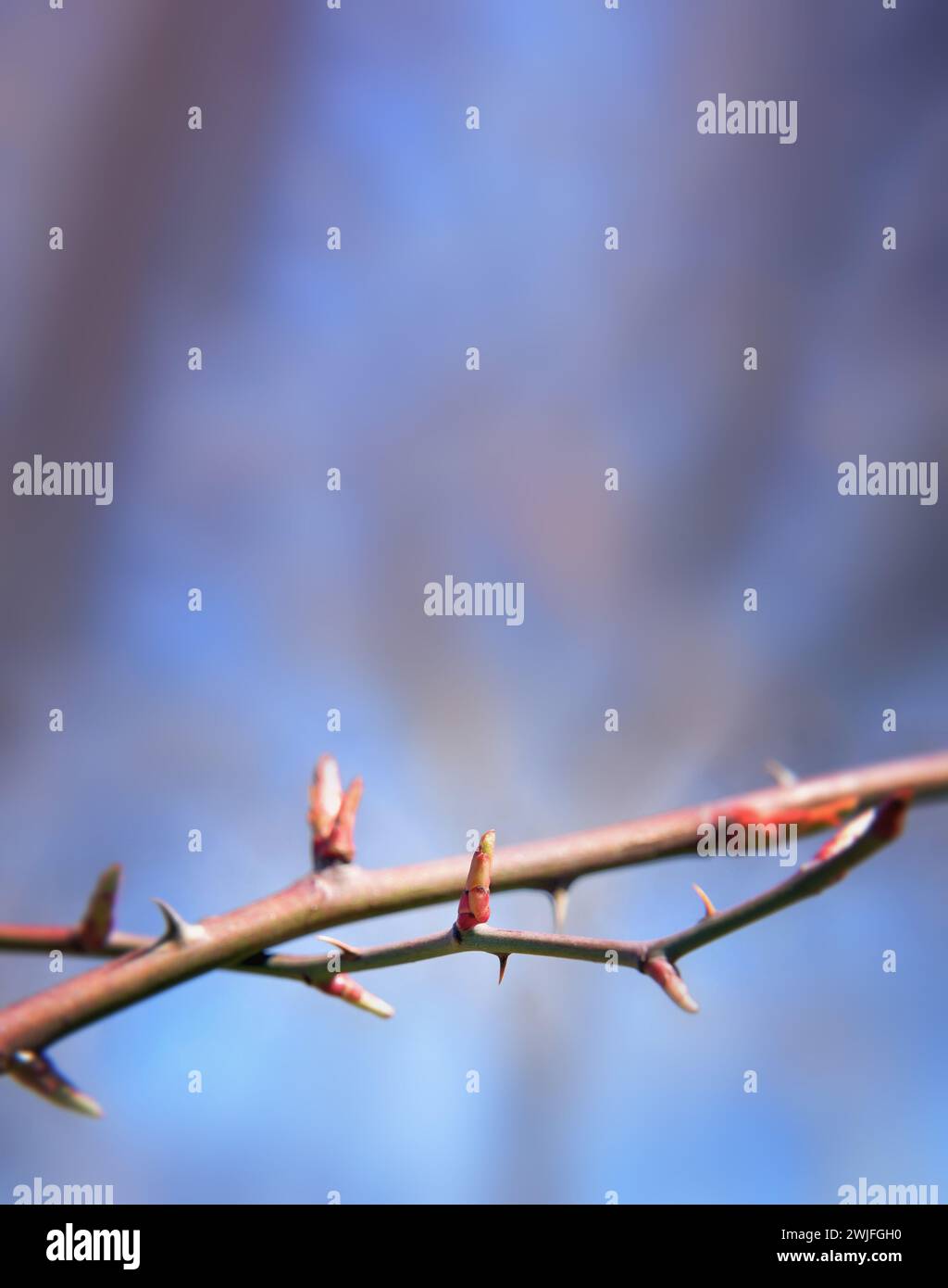 The flowering season of trees and grasses can cause allergies. Spring ...