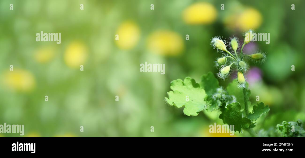 The flowering season of trees and grasses can cause allergies. Spring ...