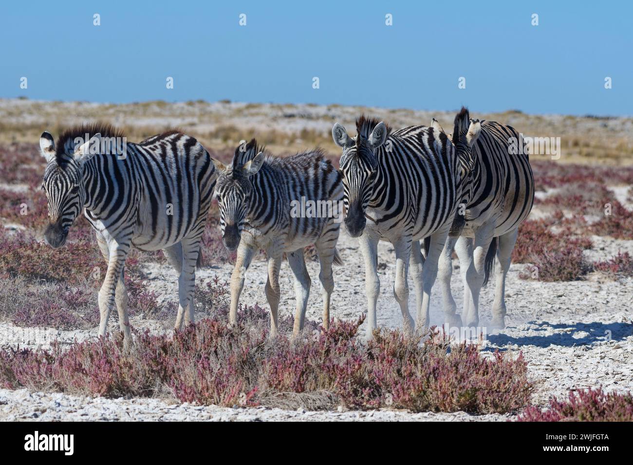 Zebra herd with foals hi-res stock photography and images - Alamy