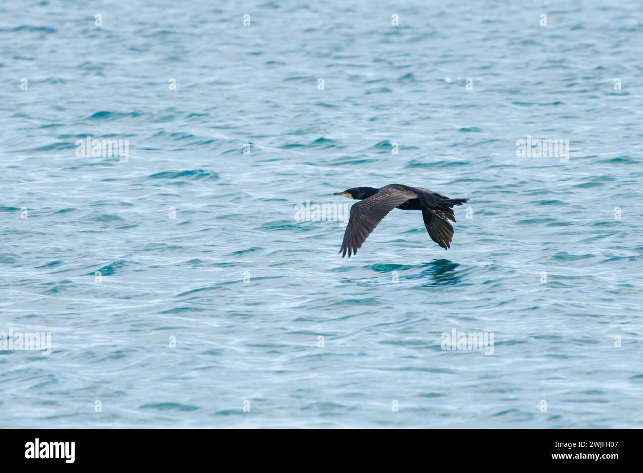 Cormorant (Phalacrocorax carbo) flying over the Mediterranean Sea on ...