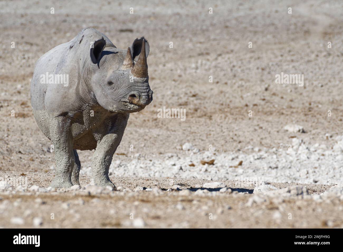 Black rhinoceros (Diceros bicornis), adult female covered in wet mud ...