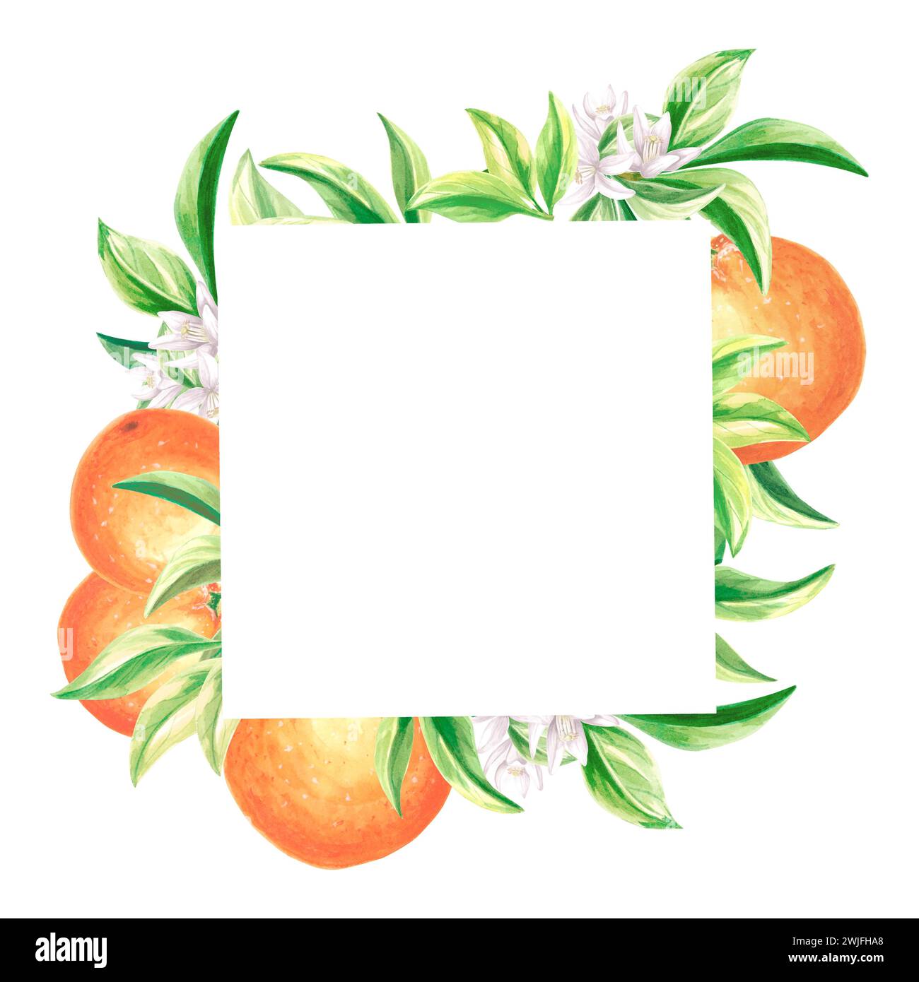 Square frame of oranges with green leaves and white flowers. Summer ...