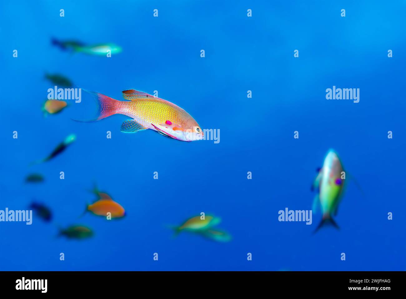 Lyretail Anthias in Red Sea Underwater Scene Stock Photo - Alamy