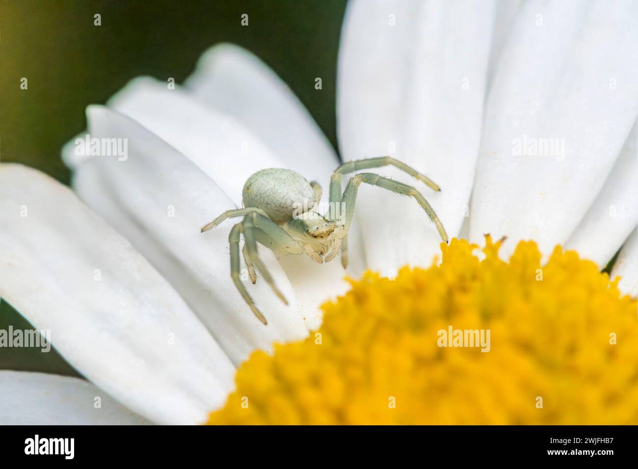 Crab Spider on Oxeye Daisy Stock Photo - Alamy