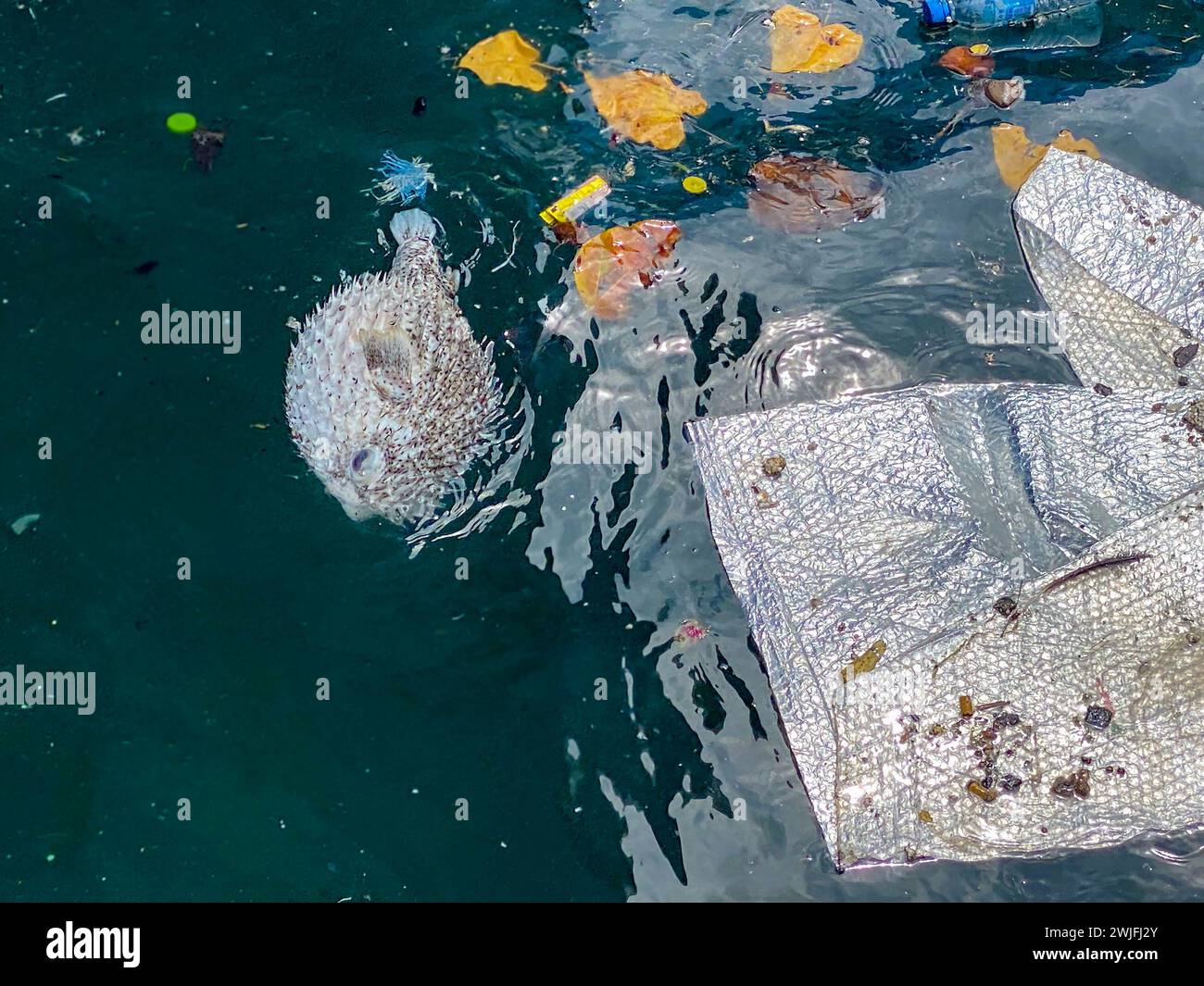 Dead pufferfish hi-res stock photography and images - Alamy