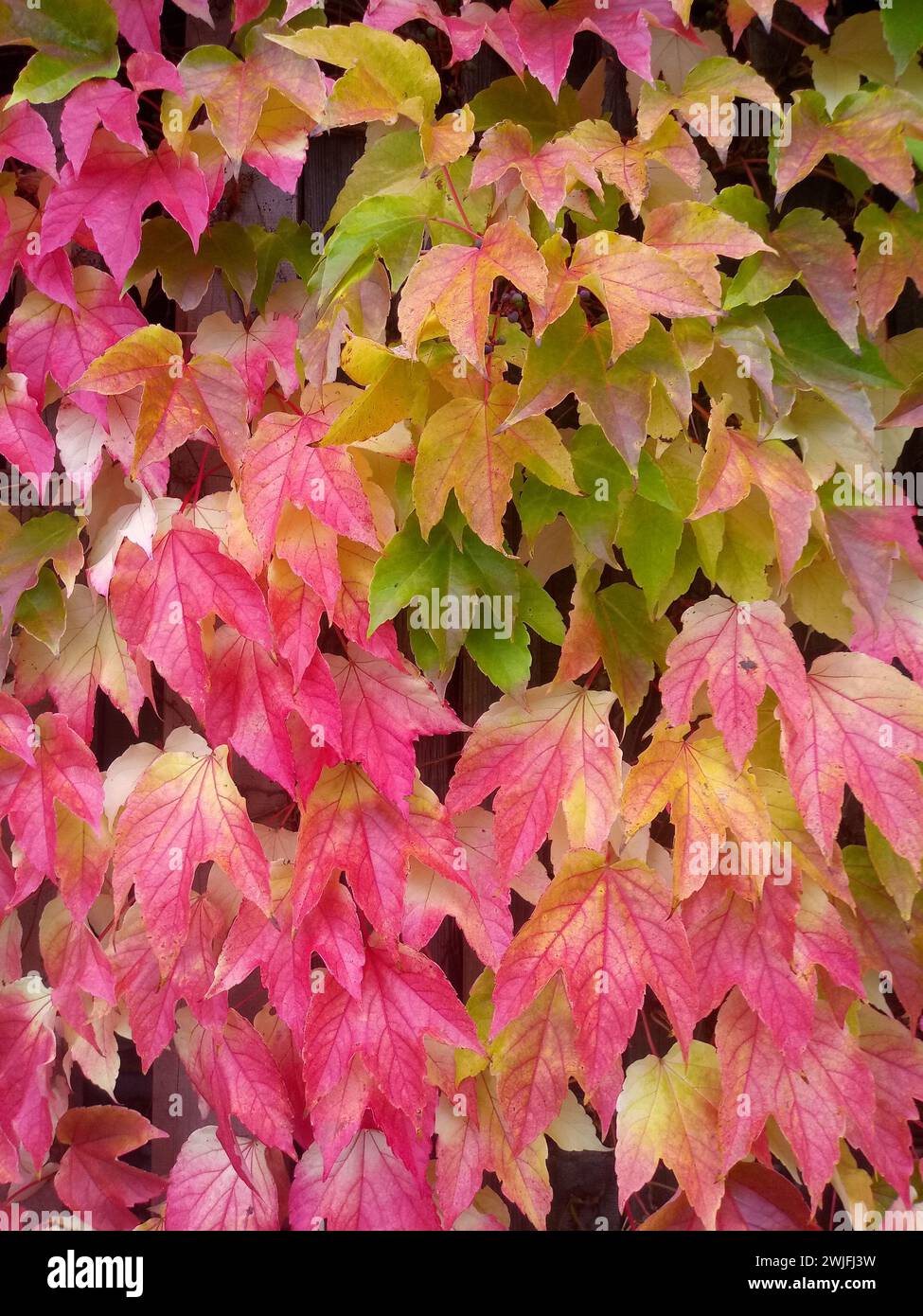 Fall foliage leaves ranking on a wall in an ombre look Stock Photo - Alamy