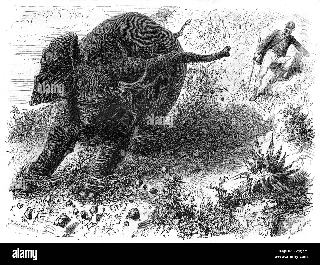 Trophy hunt elephant Black and White Stock Photos & Images - Alamy