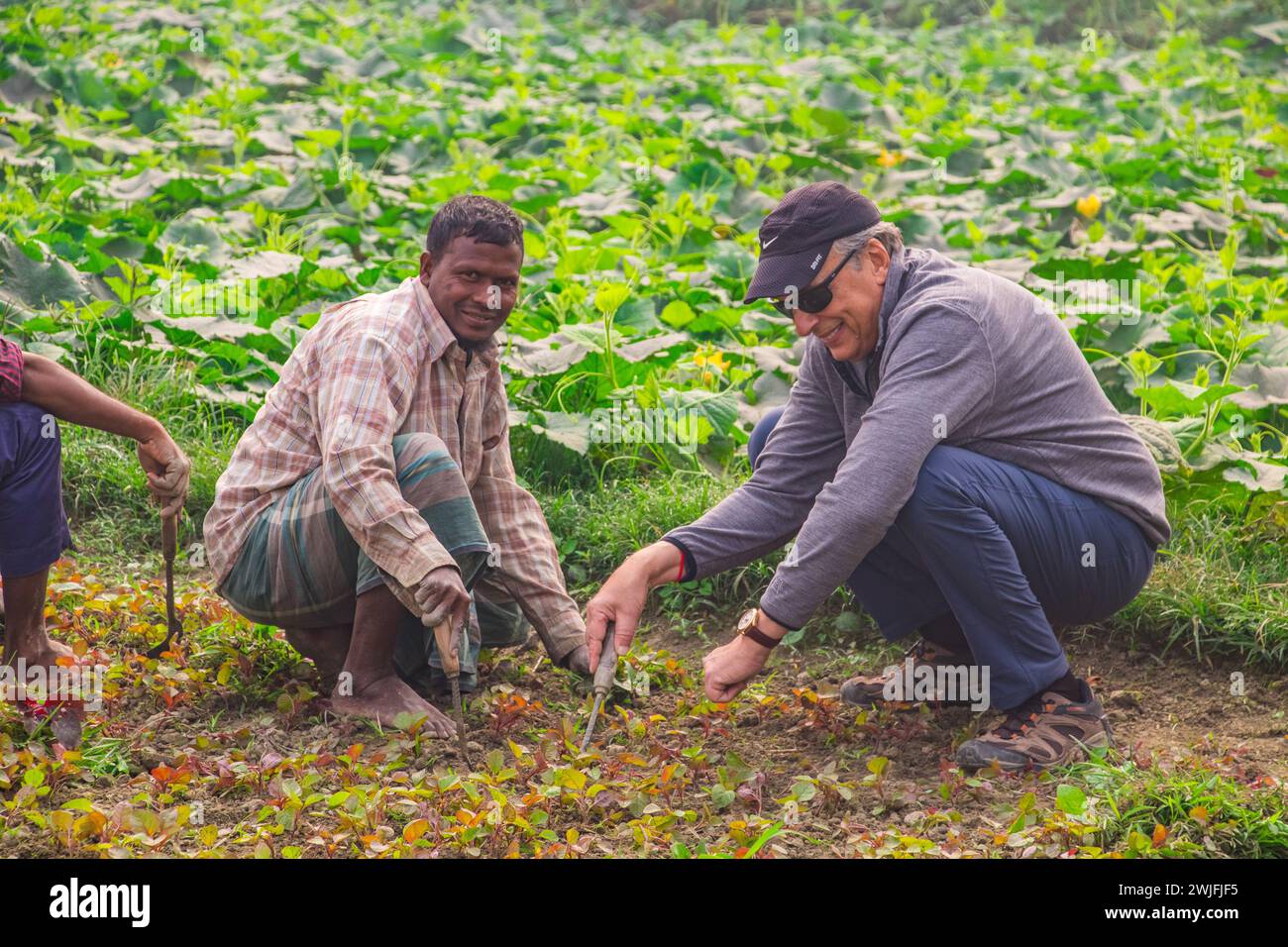 Farmers work in their vegetable fields In the serene winter dawn of Saver, their breath visible ...