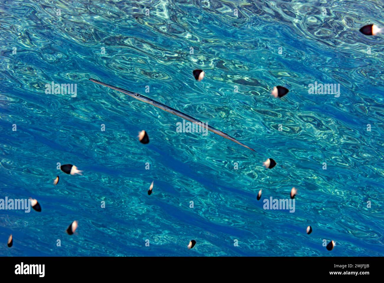 Cornet Fish and Chocolate Dip Damselfish in Underwater Abstract Stock ...