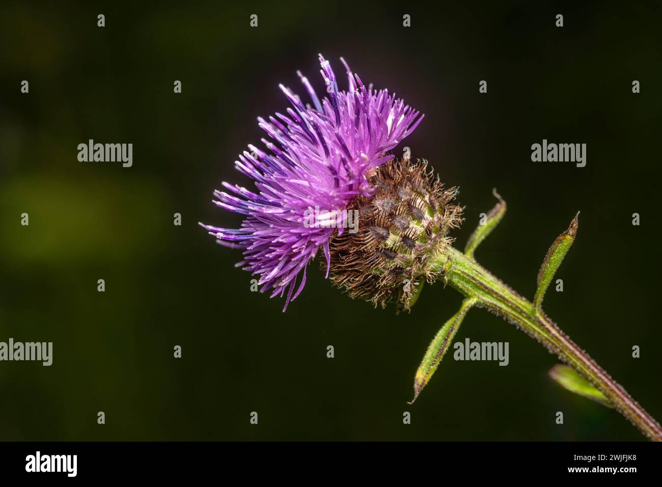 Common knapweed field hi-res stock photography and images - Alamy