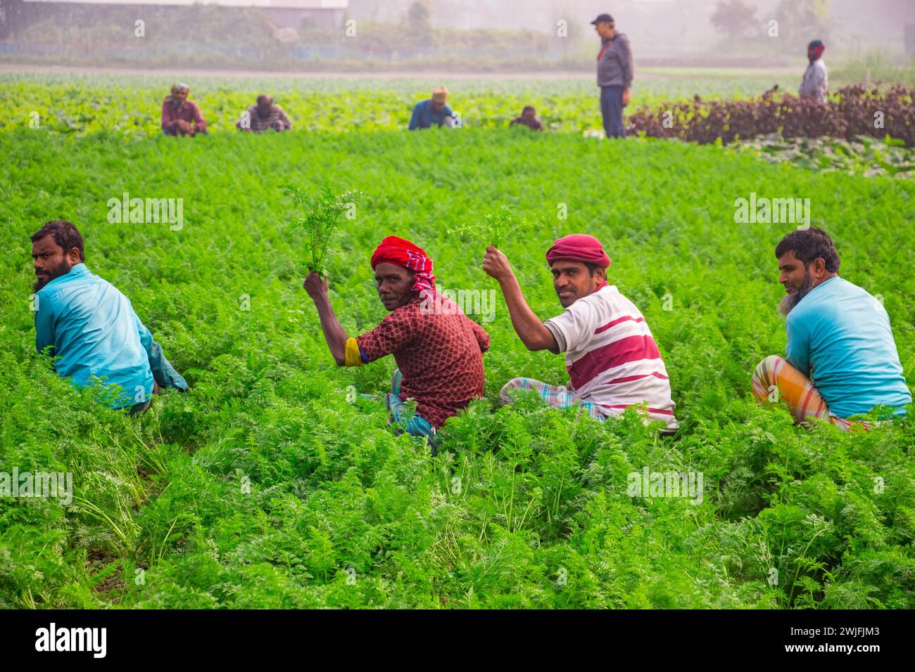 Farmers work in their vegetable fields In the serene winter dawn of ...
