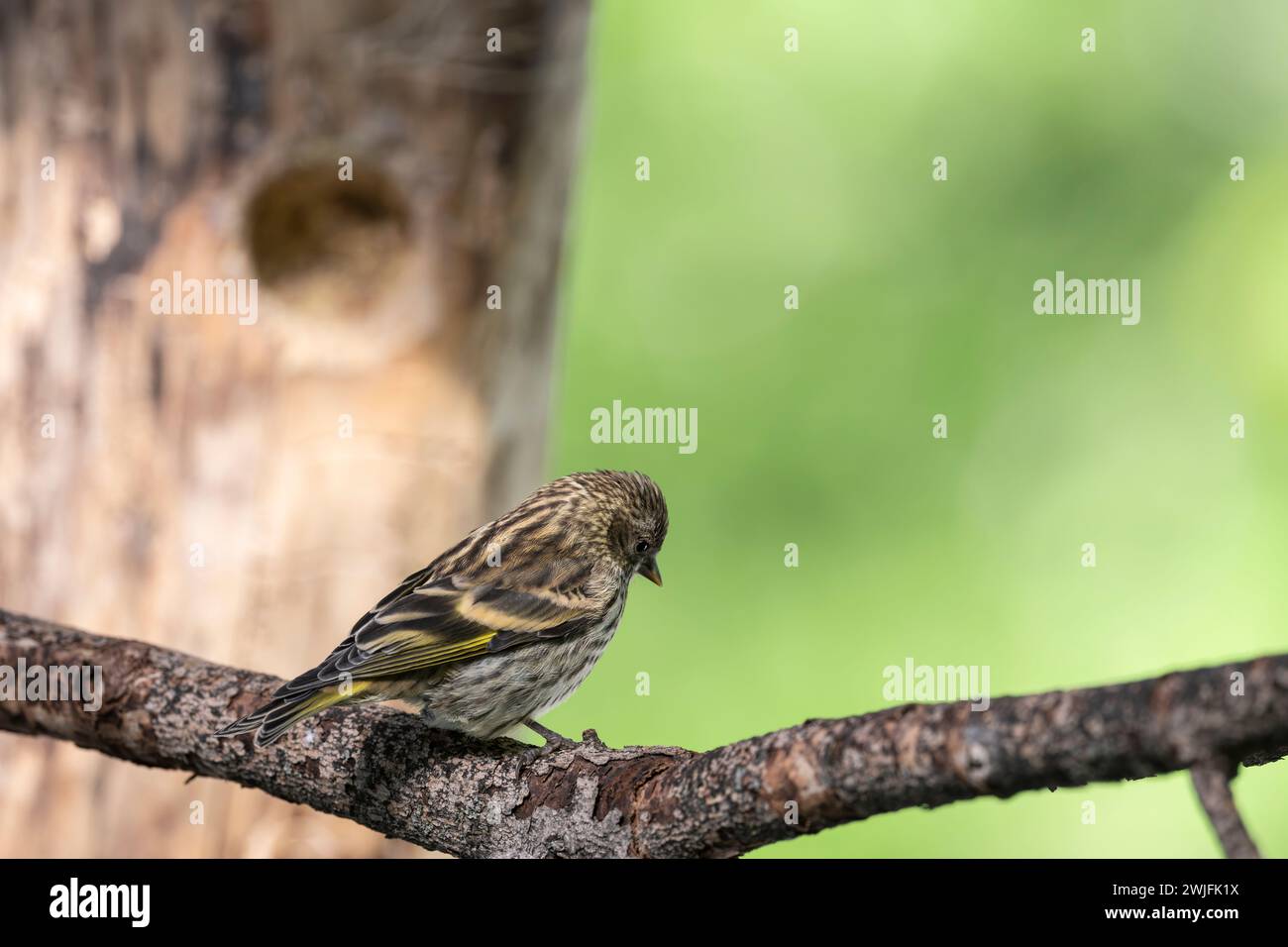 pine siskin, Spinus pinus, at birdfeeder in Spring, Brownsburg-Chatham ...