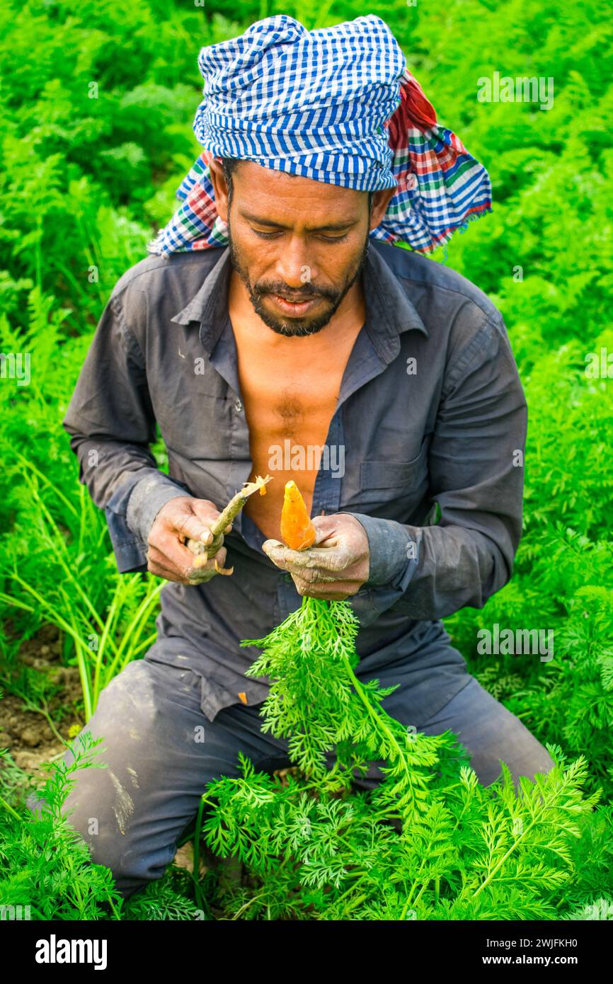 Farmers work in their vegetable fields In the serene winter dawn of ...