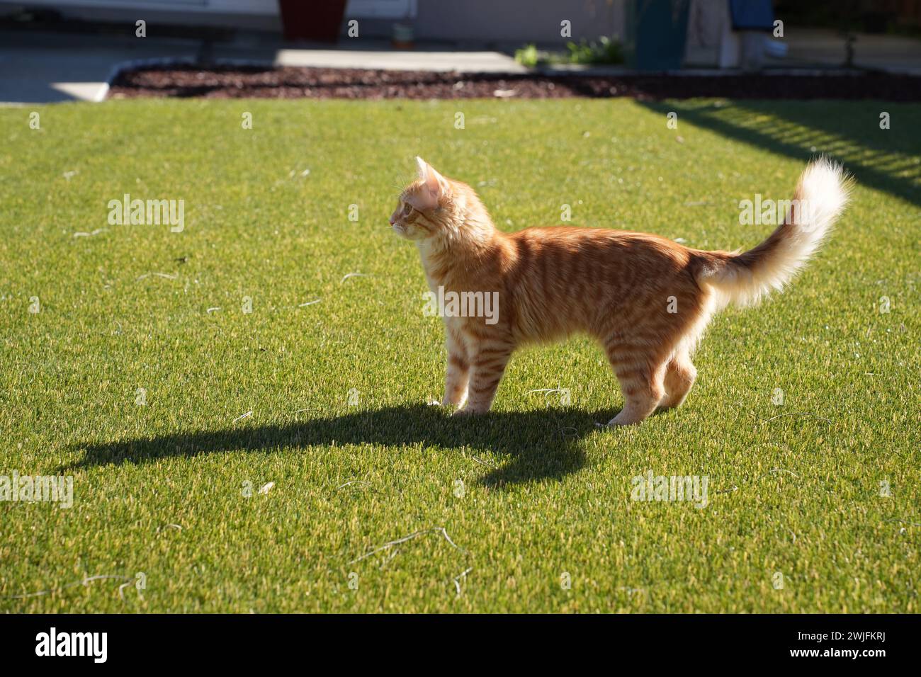 Cat next to frisbee on grass Stock Photo - Alamy