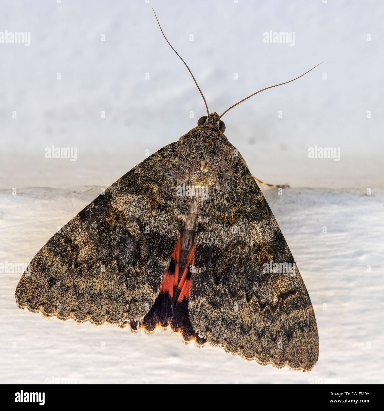 Red underwing moth catocala hi-res stock photography and images - Alamy