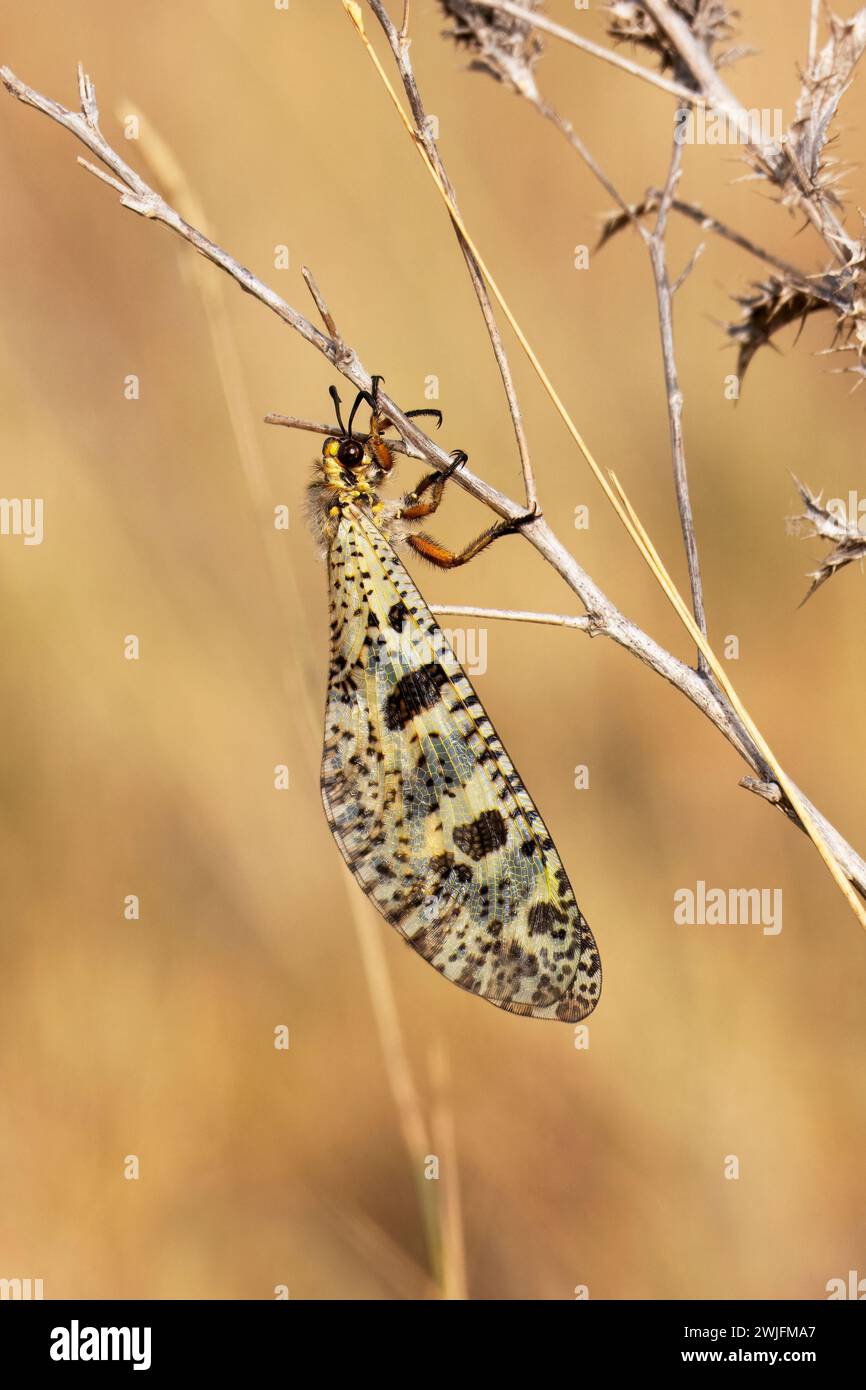 Antlion myrmeleontidae flying hi-res stock photography and images - Alamy