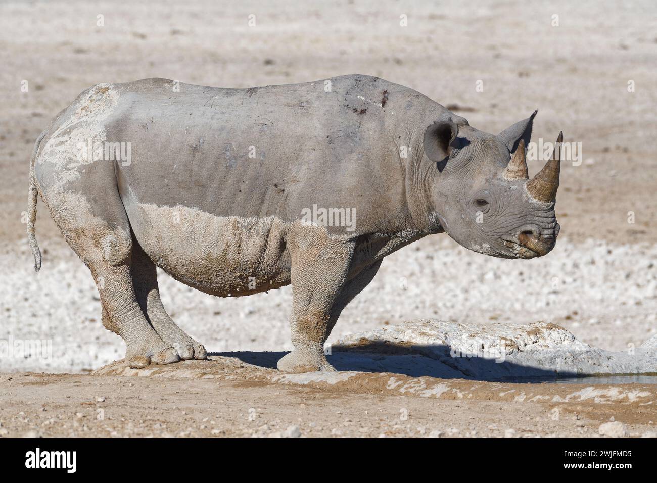 Black rhinoceros (Diceros bicornis), adult female covered in wet mud ...