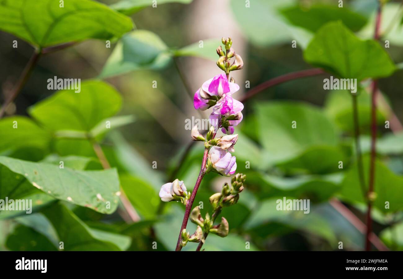 Bean flower in garden with green fields,Flat lima bean flower on ...