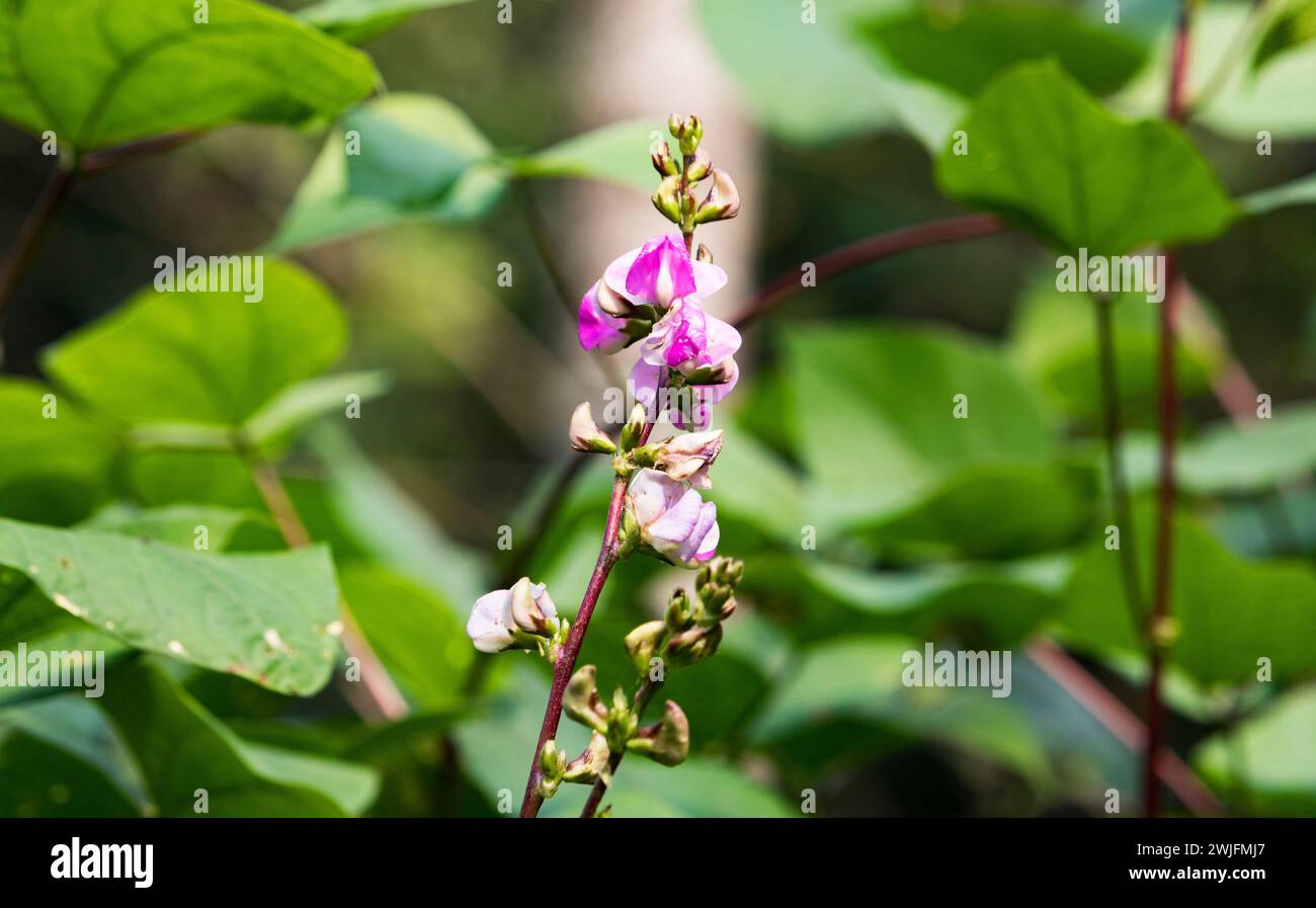 Bean flower in garden with green fields,Flat lima bean flower on ...
