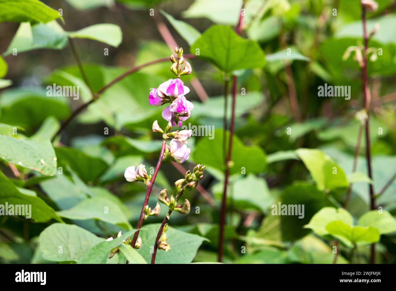 Bean flower in garden with green fields,Flat lima bean flower on ...