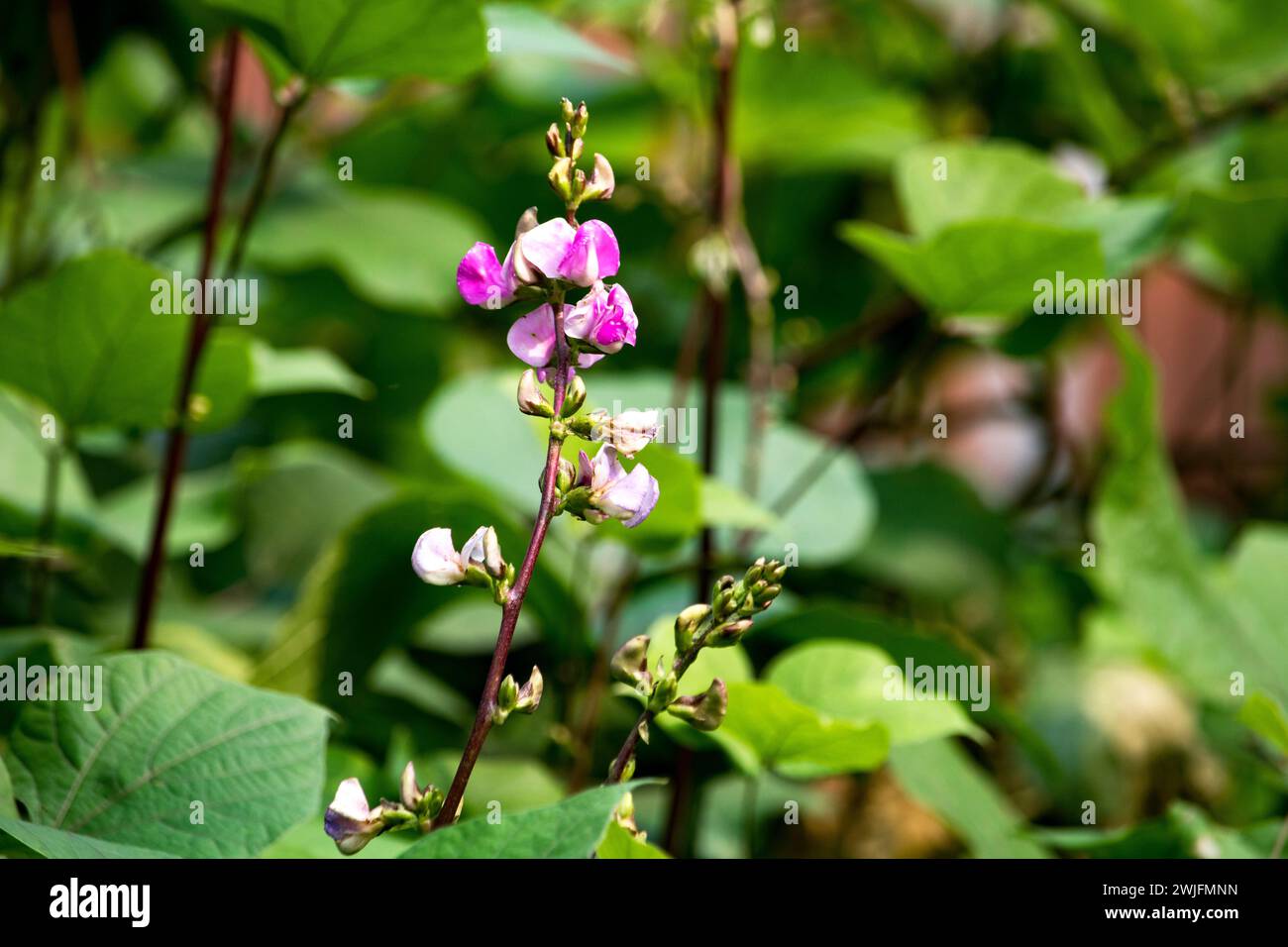 Bean flower in garden with green fields,Flat lima bean flower on ...