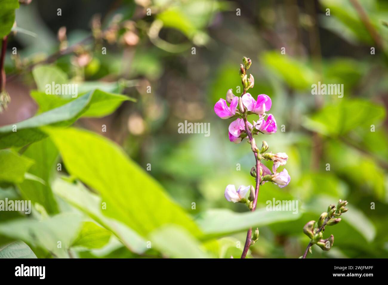 Bean flower in garden with green fields,Flat lima bean flower on ...