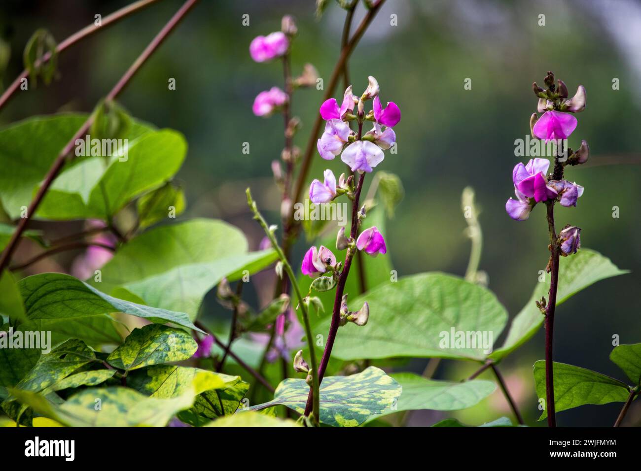 Bean flower in garden with green fields,Flat lima bean flower on ...