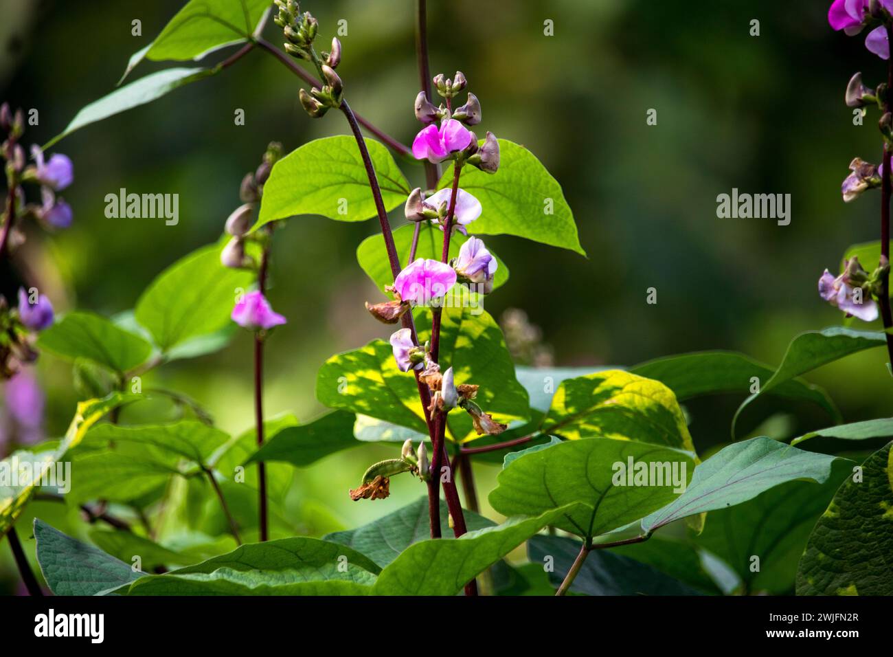 Bean flower in garden with green fields,Flat lima bean flower on ...