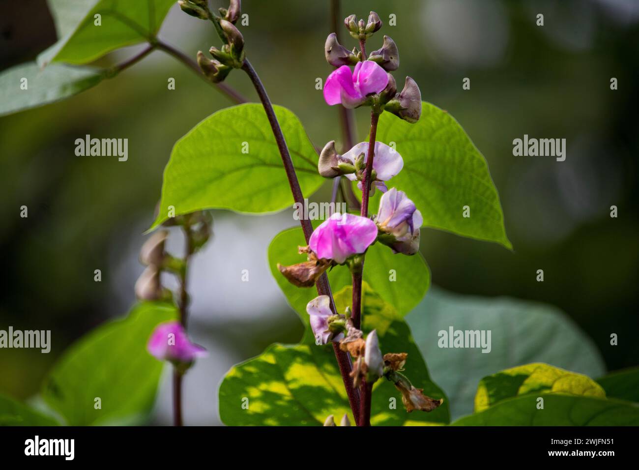 Bean flower in garden with green fields,Flat lima bean flower on ...