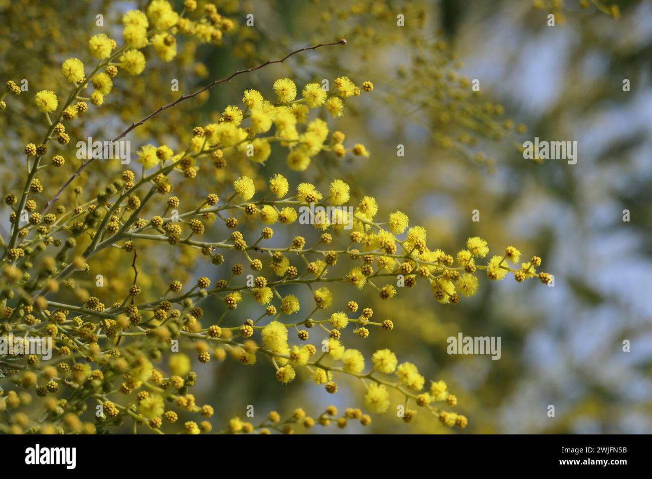 Close up of Acacia dealbata branch with yellow flowers. Yellow flowers ...