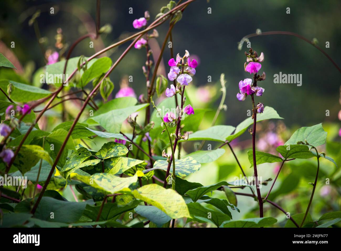 Bean flower in garden with green fields,Flat lima bean flower on ...