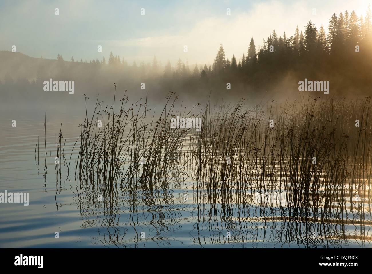 Lava Lake mist silhouette, Cascade Lakes National Scenic Byway ...