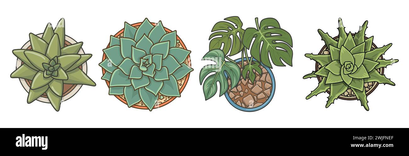 Set of different potted house plants top view Stock Vector Image & Art ...