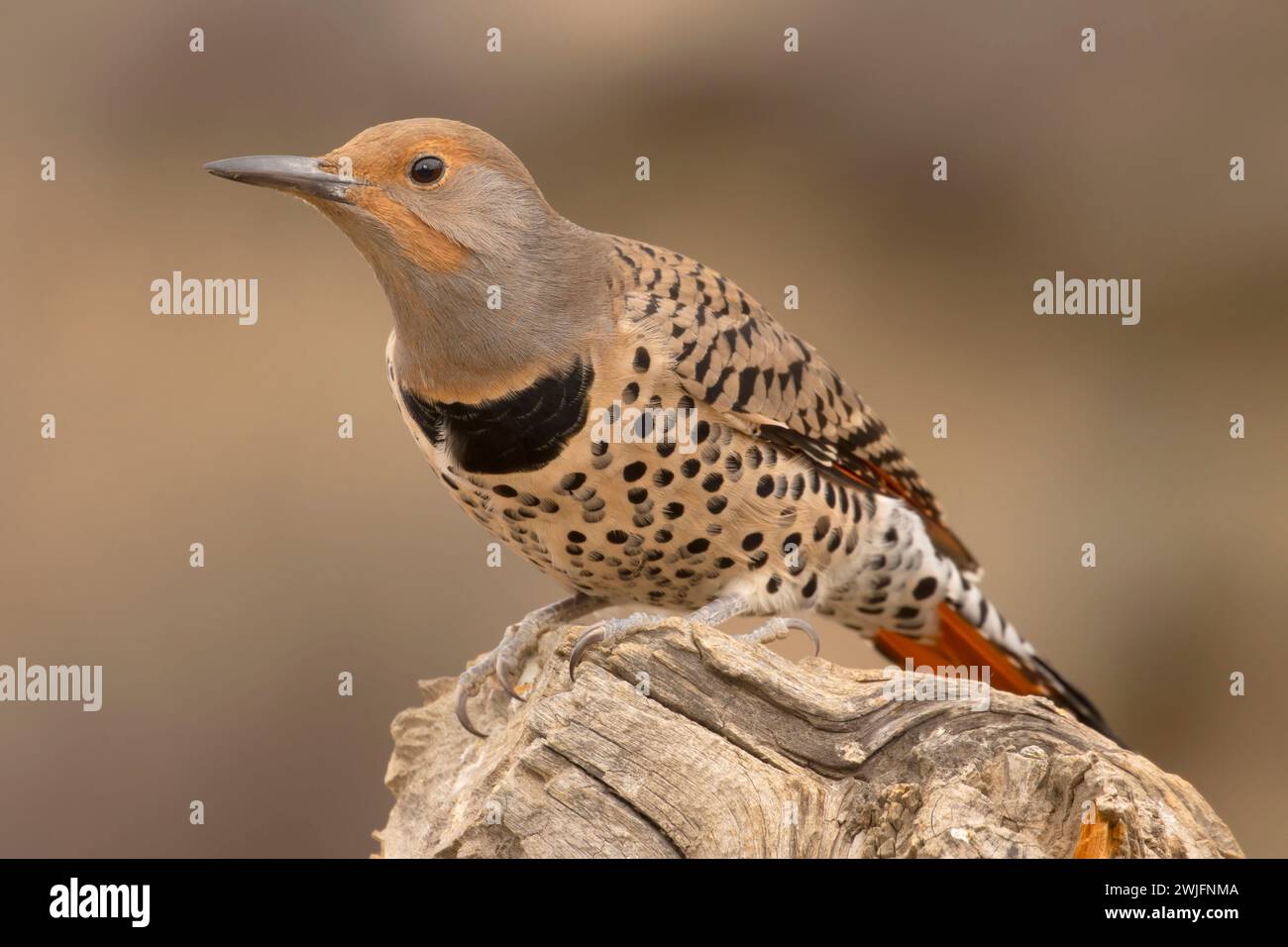 Northern flicker (Colaptes auratus), Cabin Lake Viewing Blind ...
