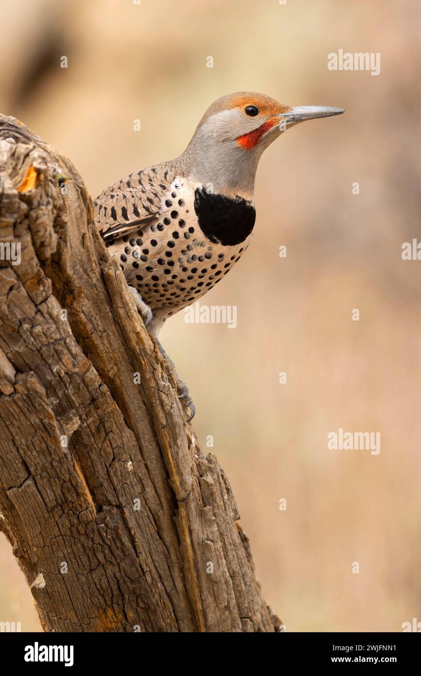 Northern flicker (Colaptes auratus), Cabin Lake Viewing Blind ...